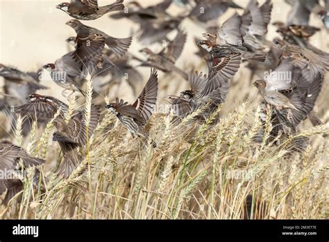 Flock Of Spanish Sparrows Passer Hispaniolensis During Spring Migration In Southern Negev