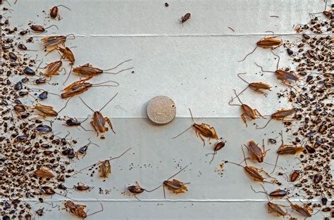 German Cockroach Infestation