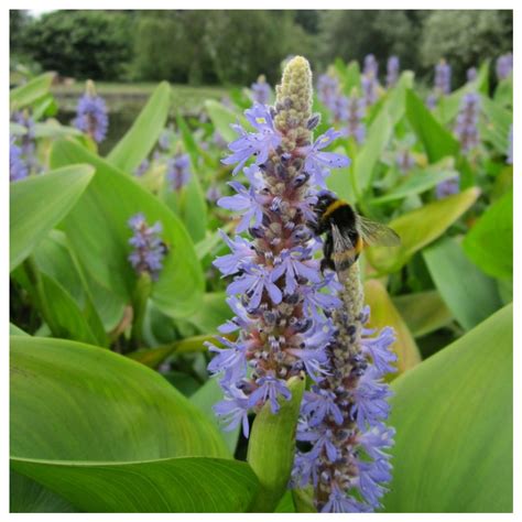 Pontederia Cordata Pickerel Weed Marginal Aquatic Pond Plant