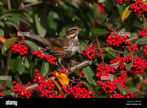Redwing Turdus Iliacus Feeding From A Cotoneaster Hedge Full Of Red