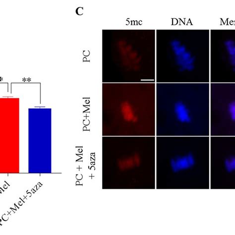 Dna Methyltransferase Dnmt Inhibitor 5 Aza Attenuated The Protective