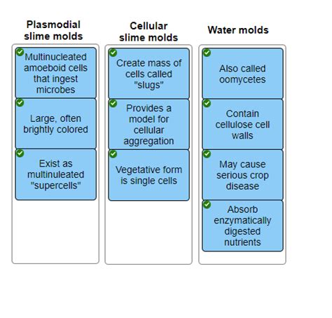 Microbiology Chapter Eukaryotic Microorganisms Connect Flashcards Quizlet