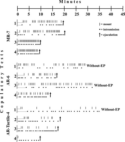 Temporal Sequence Of Copulatory Motor Patterns Top Panel Example Of One
