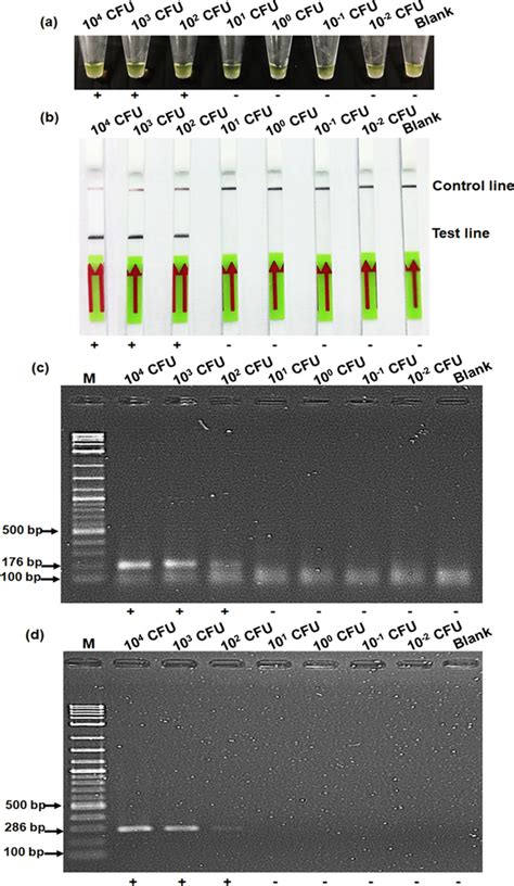 Detection Limits Of The Rpa Sybr Green I A Rpa Lfd B And Rpa Age