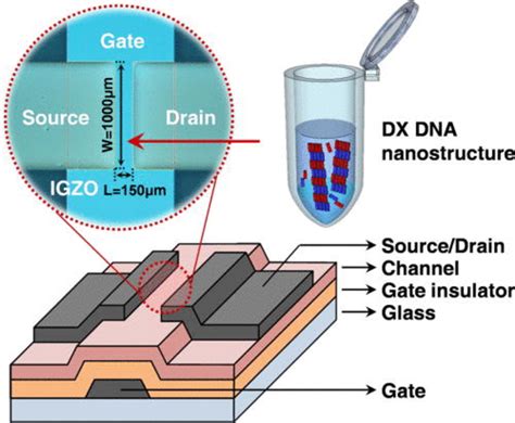 Color Online Schematic Diagram Of An Artificial Dx Dna Nanostructure Download Scientific