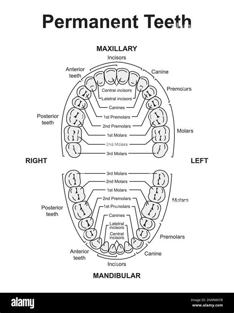 Teeth Names And Permanent Teeth Eruption Chart With Accurate Notation