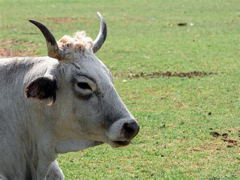 Fotos De Vaca Gir Baixe Fotos Grátis De Alta Qualidade Freepik