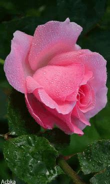 Pink S Tenor