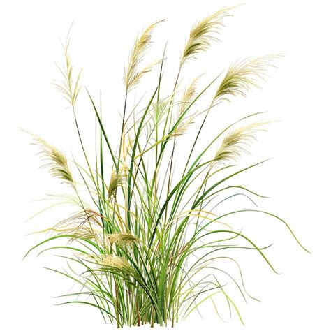 Kusha Grass Indian Illustration Realistic Premium Ai Generated Psd