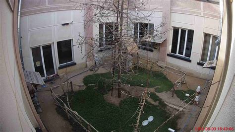 252birds Object Detection Dataset By Video Object Detection