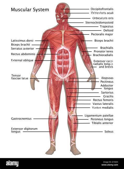 Muscular System Labeled Human