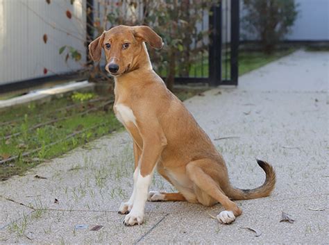 Animais Para Adoção Cães Câmara Municipal De Gaia