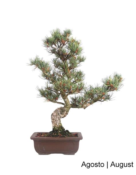 25 Year Old Pinheiro Pentaphylla Bonsai Luso Bonsai