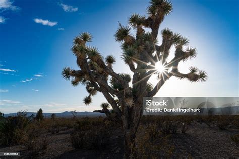 네바다 사막의 햇볕에 흠뻑 젖은 활기찬 하늘을 배경으로 외로운 조슈아 나무가 우뚝 솟아 건조한 풍경을 가로질러 길고 가느다란 그림자를 드리웁니다 0명에 대한 스톡 사진 및