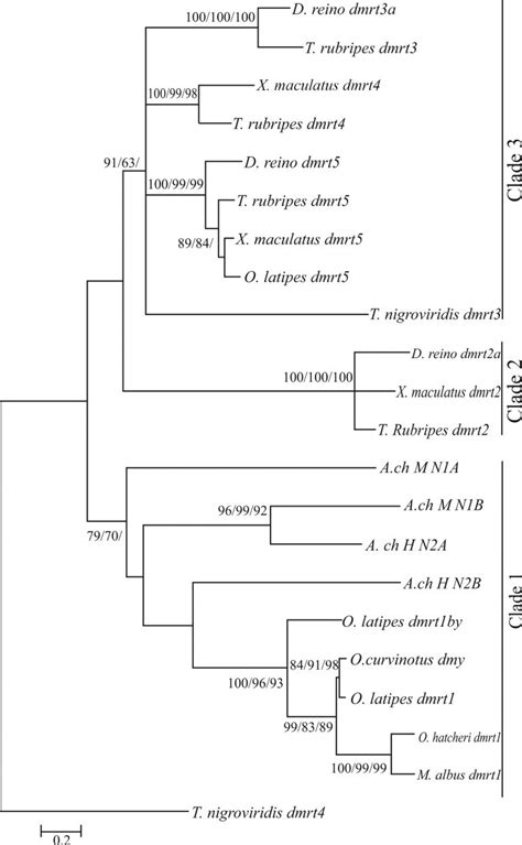 Maximum Likelihood Analyses Under General Time Reversible Model With