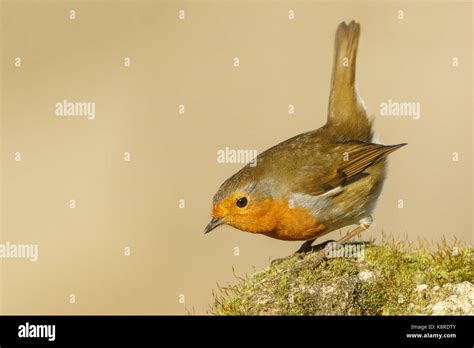 European Robin Erithacus Rubecula Adult Perched Weathered Rock South Norfolk Uk December