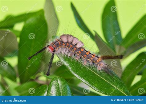 Live Oak Tussock Caterpillar Orgyia Detrita On Oak Leaves Stock