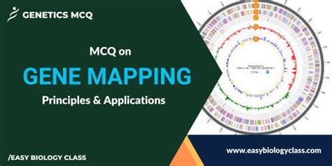 Gene Mapping Questions And Answers EasyBiologyClass