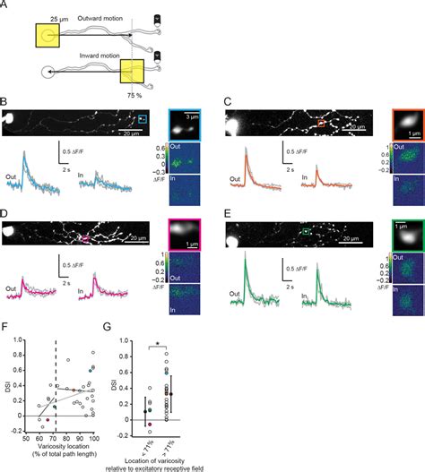 A Role For Synaptic Input Distribution In A Dendritic Computation Of