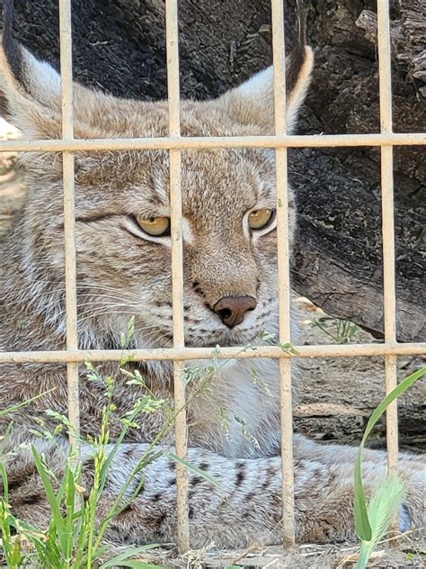 Project Survival Cat Haven Dunlap Tn Information Tickets And Reviews