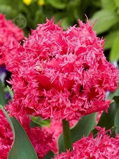 ᐉ Цибулина тюльпана повного бахромчастого Кінгстон 3 шт • Краща ціна в Києві Україні • Купити