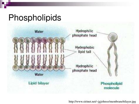 Ppt Biochemistry Powerpoint Presentation Free Download Id1089774