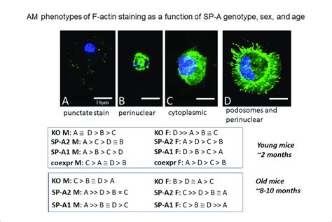 Am Phenotypes Of F Actin Staining As A Function Of Sp A Genotype Download Scientific Diagram
