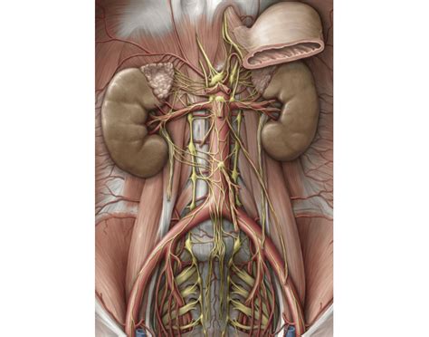 Autonomic Plexus Of Abdomen Quiz Autonomic Plexus Of Abdomen Quiz