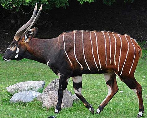 Bongo Beautiful Striped Forest Antelope