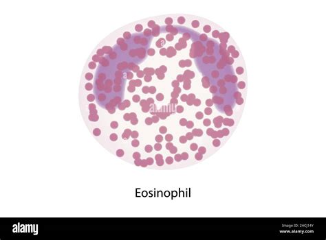 Globuli Bianchi Monociti E Linfocitari Immagini E Fotografie Stock Ad Alta Risoluzione Alamy