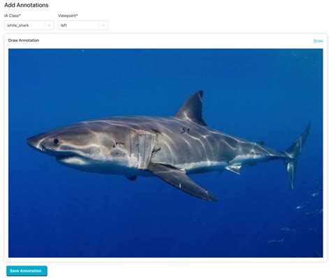 Manual Annotation Beta — Wildbook Documentation