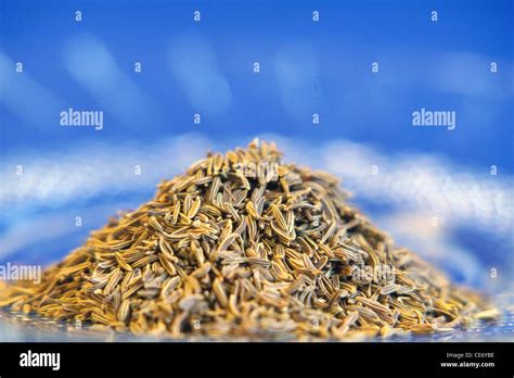 ajowan seeds ajwain trachyspermum ammi ajowan caraway bishop s