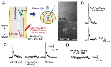 Electrophysiological Recording With Optogenetic Stimulation Reveals