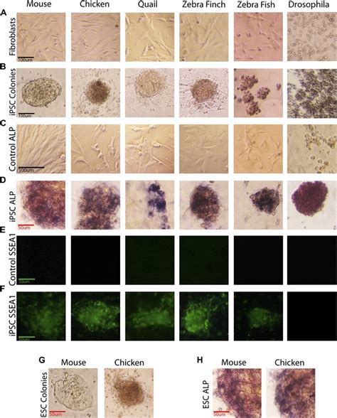 Mammalian Genes Induce Partially Reprogrammed Pluripotent Stem Cells In Non Mammalian Vertebrate