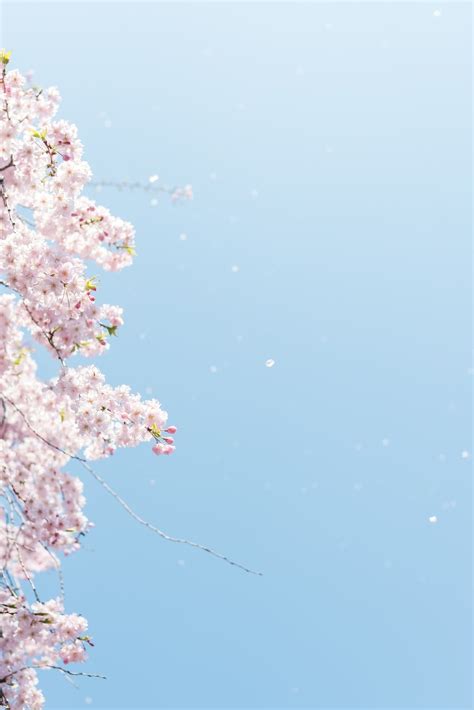 Spring Portrait Wallpapers Wallpaper Cave