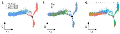 酵母图腾 酿酒酵母与白色念珠菌的单细胞测序 知乎