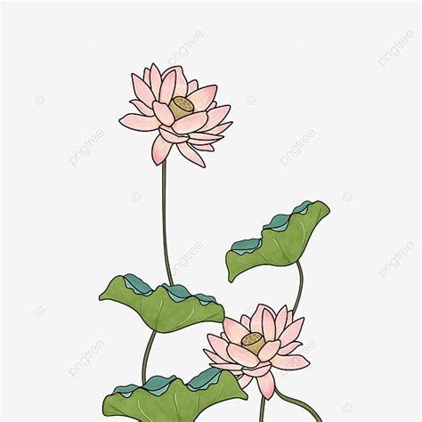 로터스 연꽃 꽃 초여름 Png 일러스트 및 Psd 이미지 무료 다운로드 Pngtree