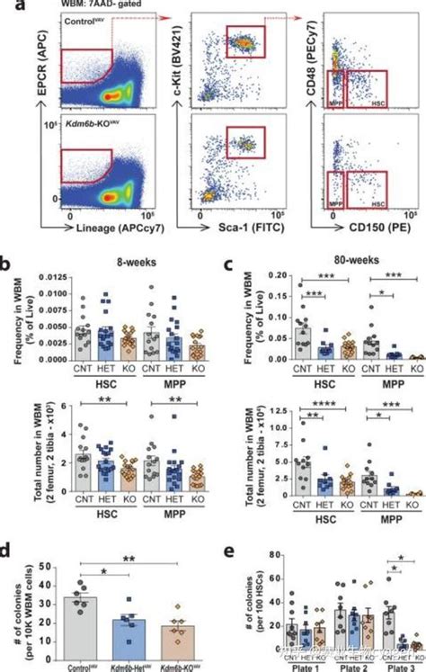 一文带你了解kdm6b基因敲除小鼠——神经、造血系统疾病研究的好帮手 知乎