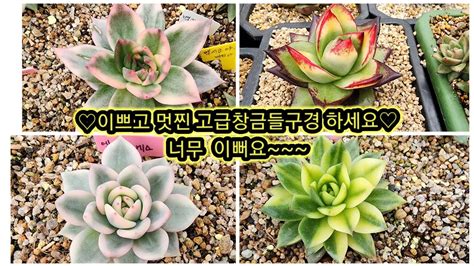 4월30일 ♡넘 이쁜 창금들 구경 하세요 까치마리아금 도 보세요~~ Youtube