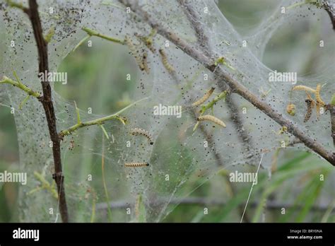 Orchad Ermine Moth Cherry Ermine Moth Small Ermine Moth Yponomeuta