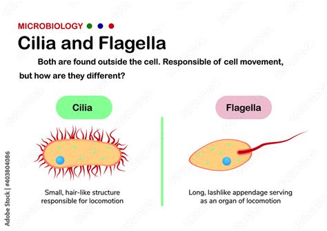 Ciliated Cell Diagram