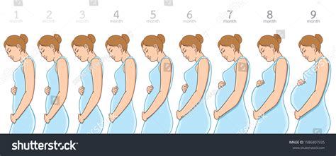 Pregnant Belly Stages Month By Month