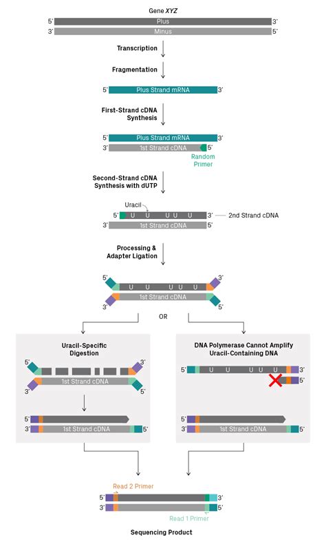 Rna Seq Dissecting Immune Circuits By Linking Crispr Pooled Screens