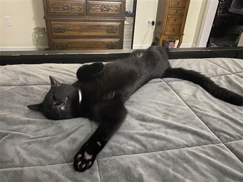 We Named Him Onyx And Call Him Squibathorb Squib Squibby Whats