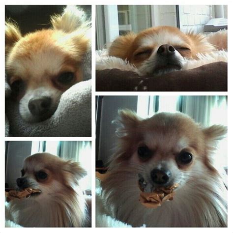 Corgi Dog With Food In Its Mouth