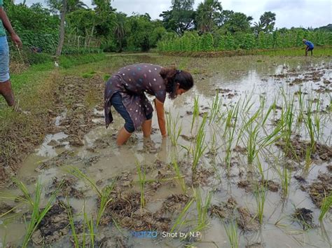 Niharika Pal On Linkedin Transplantingpaddy Fieldworkexperience