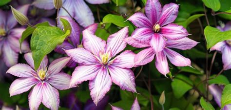 Як доглядати за клематисом чи треба обрізати Oboz Ua