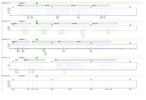 a representative electropherogram showing 15 str markers plus an