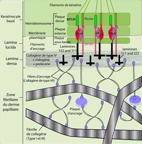 Diagramme De La Lame Basale