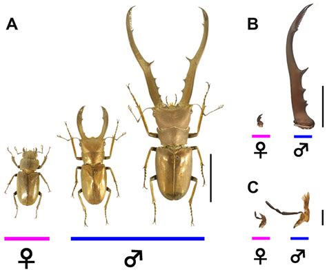 Focal Stag Beetle Cyclommatus Metallifer A Intraspecific Sexual